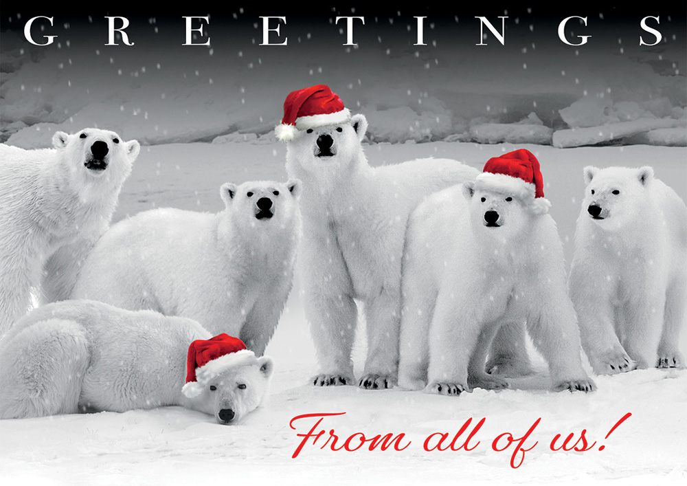 Polar Pack Holiday Cards